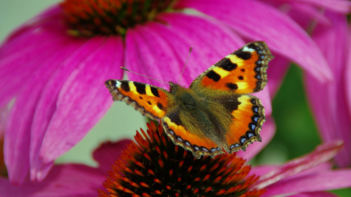 Kleiner Fuchs / Nesselfalter • Strauchdiebe Flora & Fauna